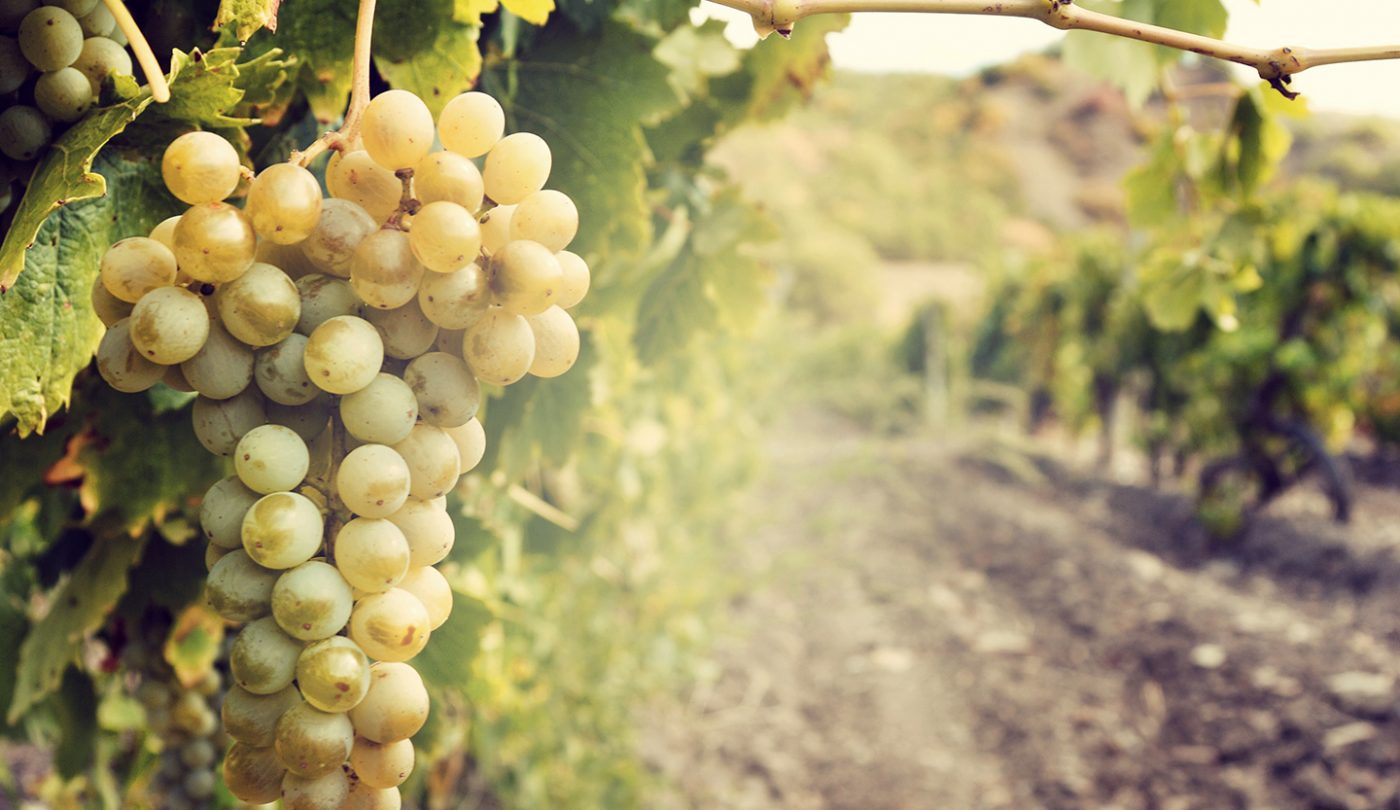 Little Greta — Greta Work. Globally.